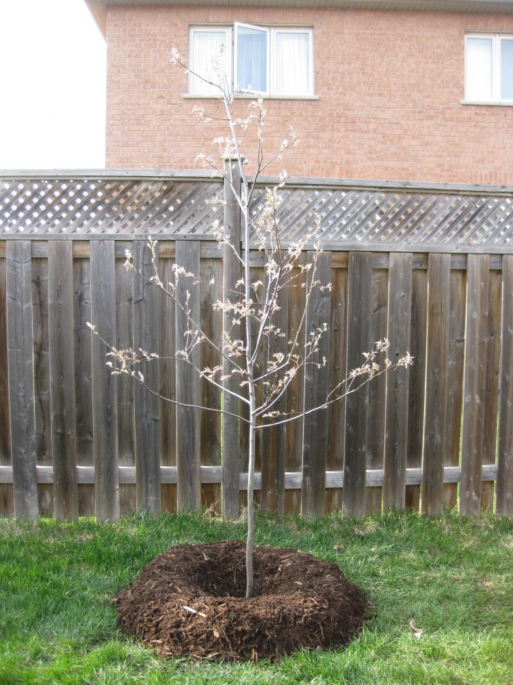 Putting the "Berry" in Serviceberry | LEAF | Local Enhancement ...