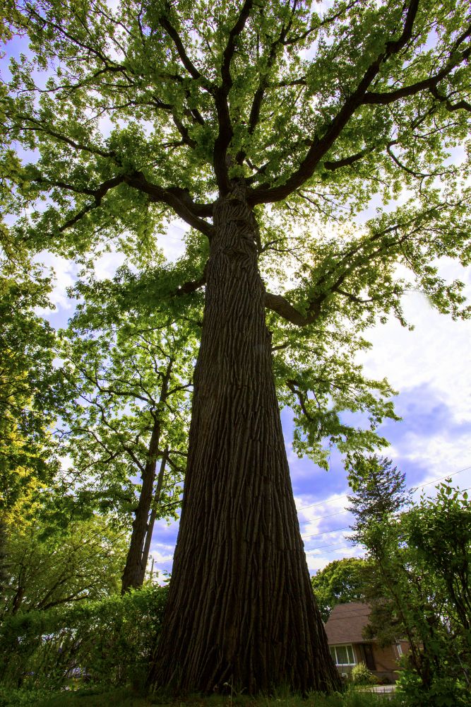 Size finalists for The Great Toronto Tree Hunt | LEAF | Local ...