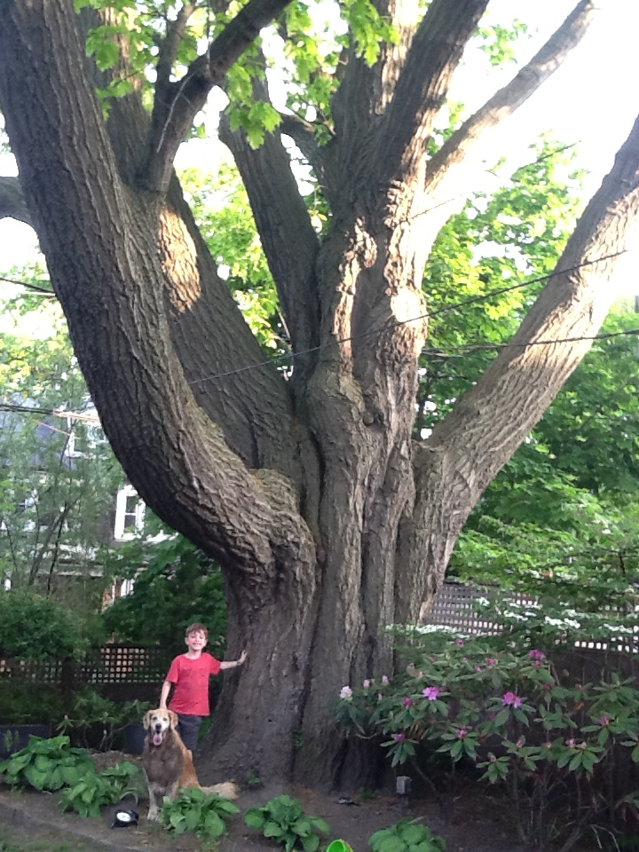 Heritage Potential finalists for The Great Toronto Tree Hunt | LEAF ...