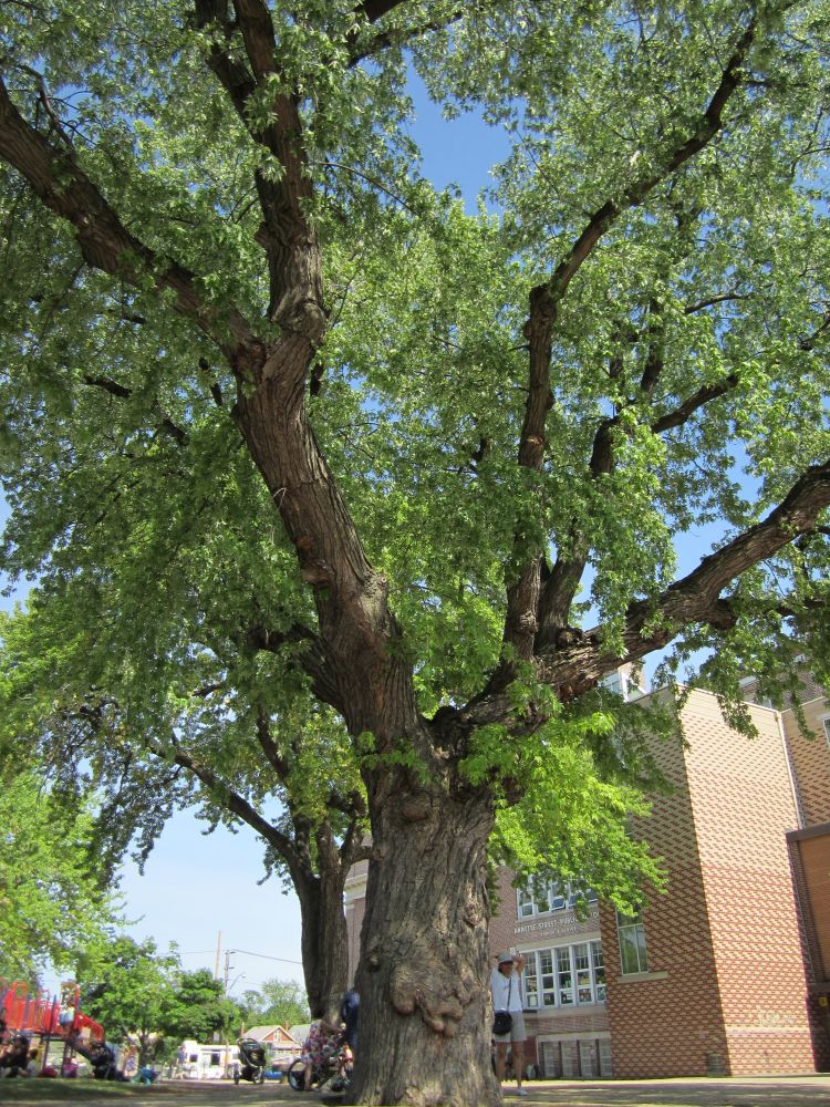 Heritage Potential finalists for The Great Toronto Tree Hunt | LEAF ...