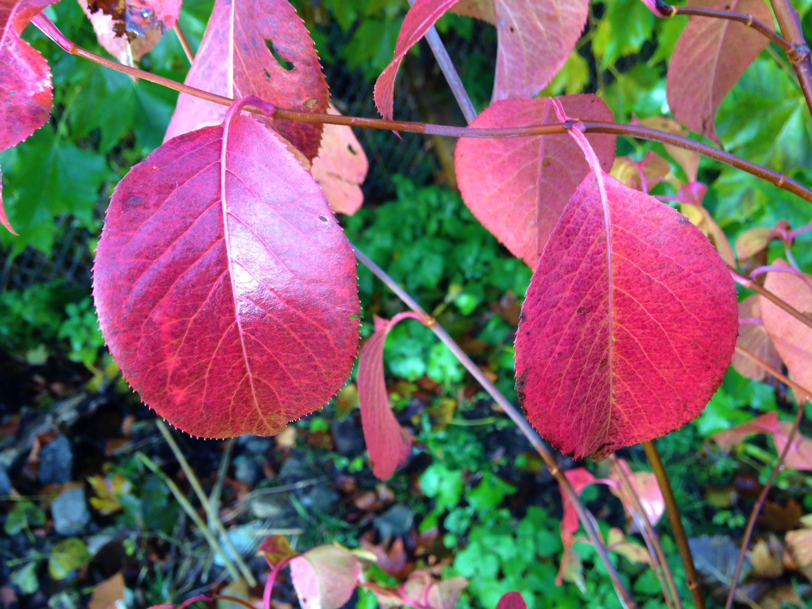 Three Trees for Summer Bees | LEAF | Local Enhancement & Appreciation ...