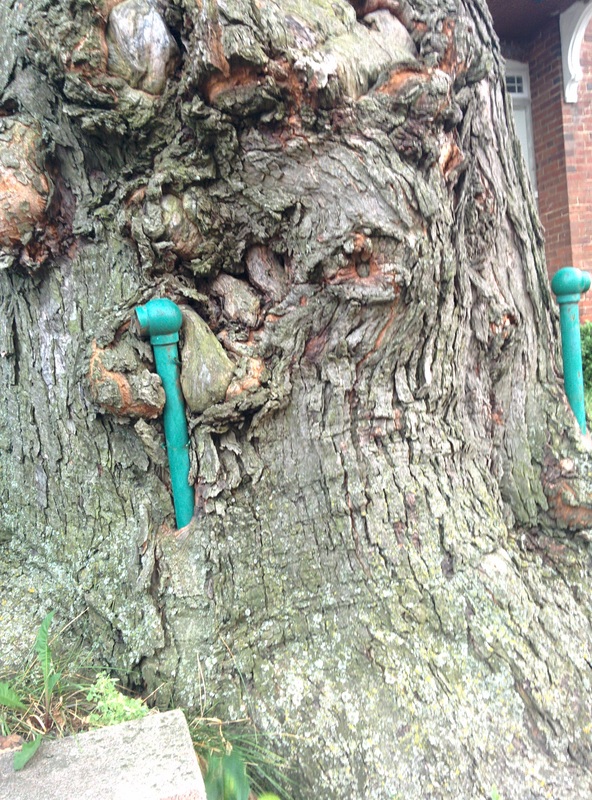 Hungry Trees | LEAF | Local Enhancement & Appreciation of Forests