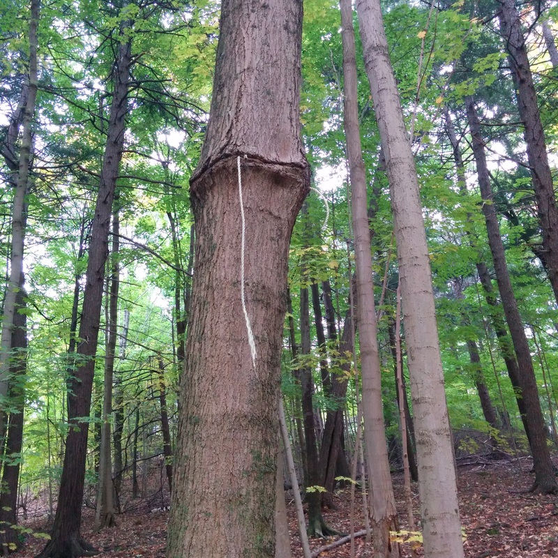 Hungry Trees | LEAF | Local Enhancement & Appreciation of Forests