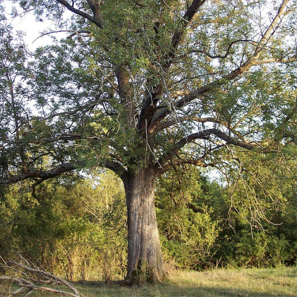 Recognizing Ontario’s At Risk Trees | LEAF | Local Enhancement & Appreciation of Forests