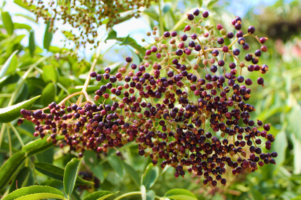 Cooking with Native Shrubs | LEAF | Local Enhancement & Appreciation of ...