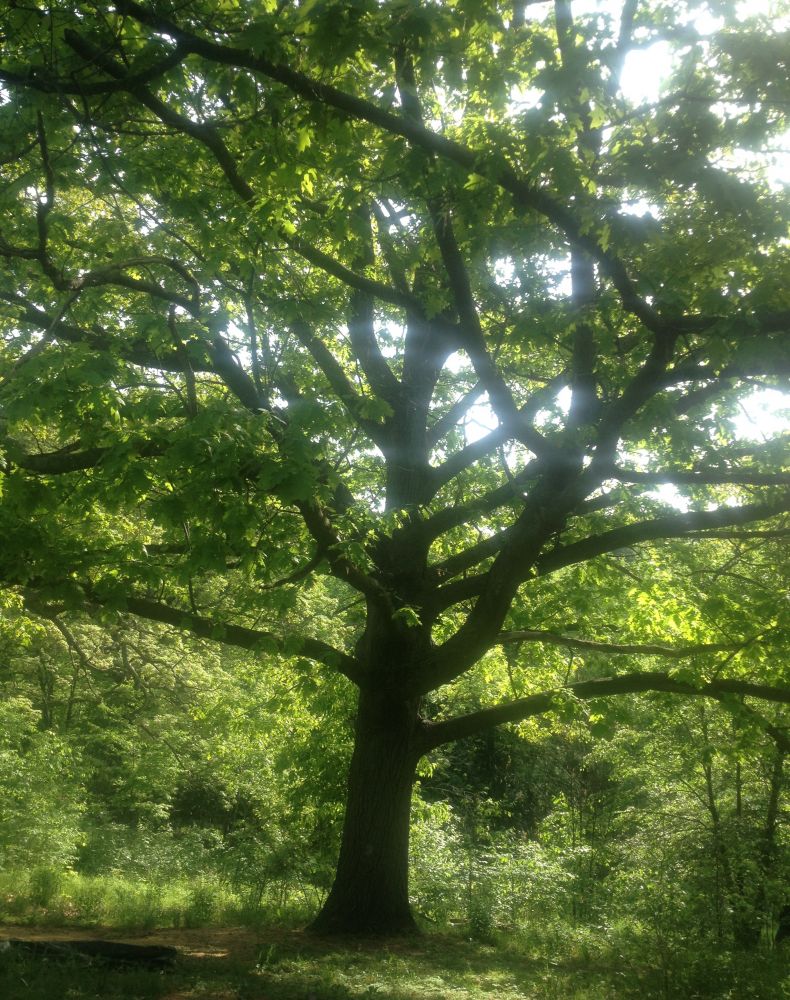 Beauty finalists for The Great Toronto Tree Hunt | LEAF | Local ...