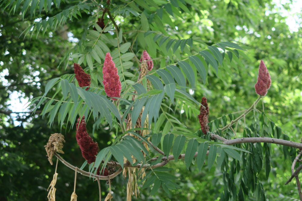 Discovering edible gems hidden within Newmarket’s urban forest! | LEAF ...