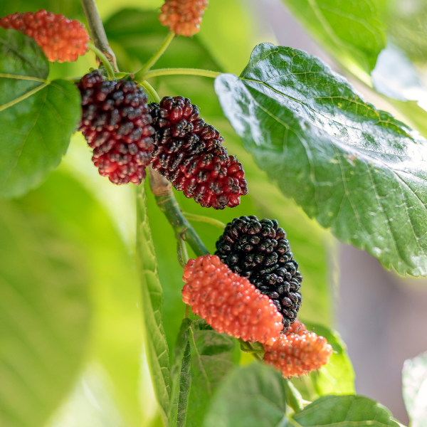 Recognizing Ontario’s At Risk Trees | LEAF | Local Enhancement ...