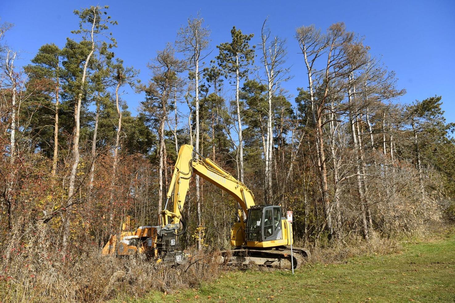 A Case for Native Biodiversity: Restoring Oshawa’s Russett Park | LEAF ...