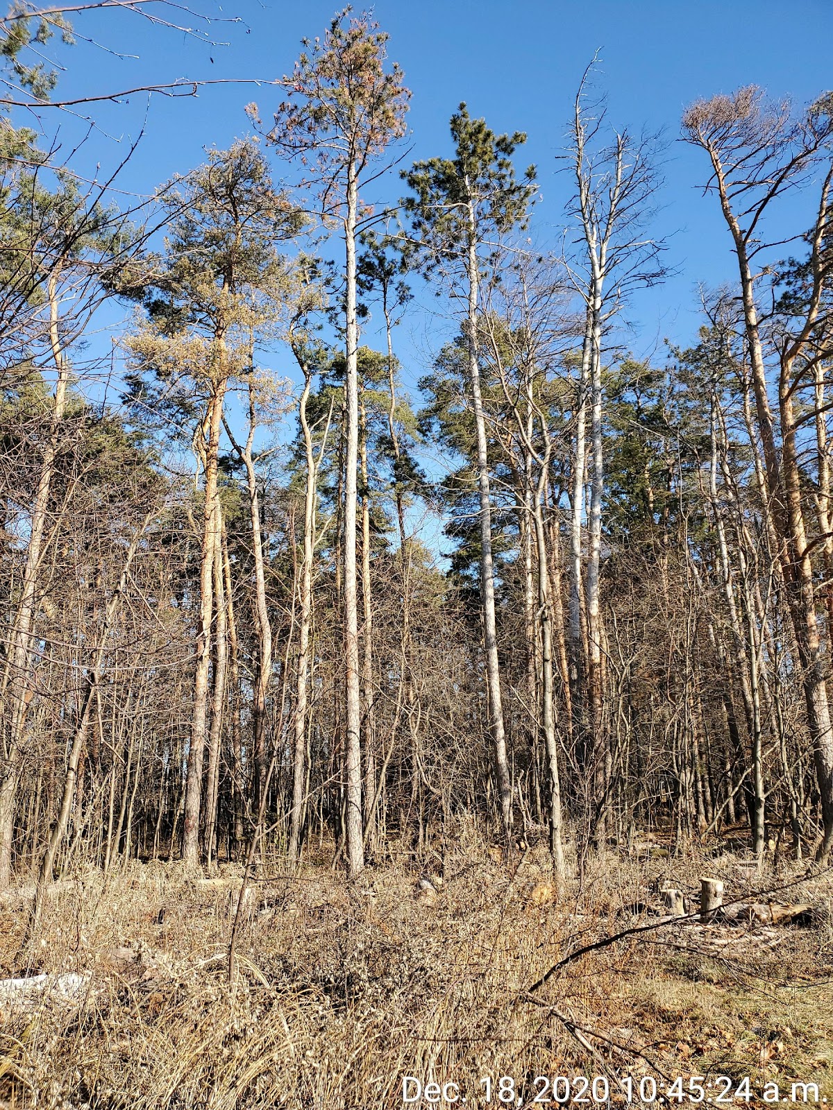 A Case for Native Biodiversity: Restoring Oshawa’s Russett Park | LEAF ...