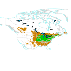 The Maple with Many Names | LEAF | Local Enhancement & Appreciation of ...