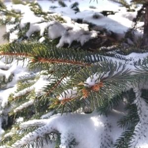 What Does Evergreen Really Mean? | LEAF | Local Enhancement ...